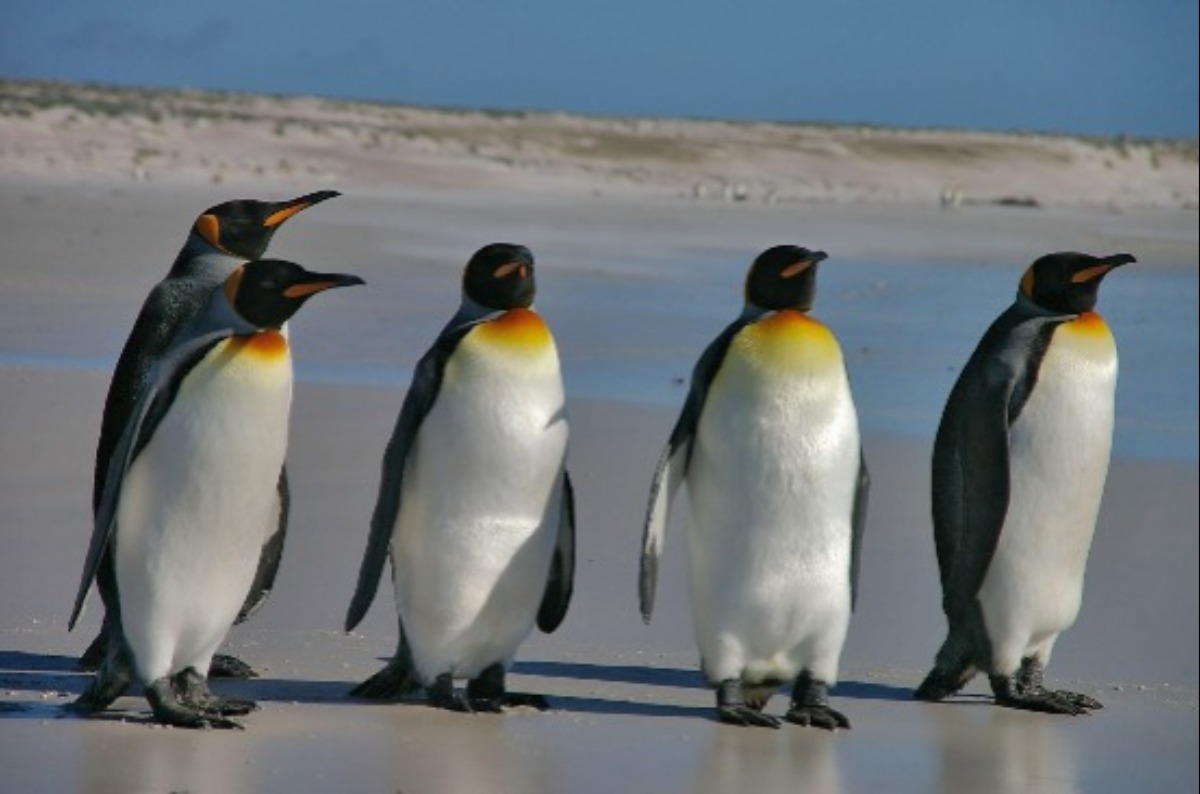 Comel, Sedap Dan Halal. Rupanya Penguin Halal Dimakan Oleh Umat Islam ...